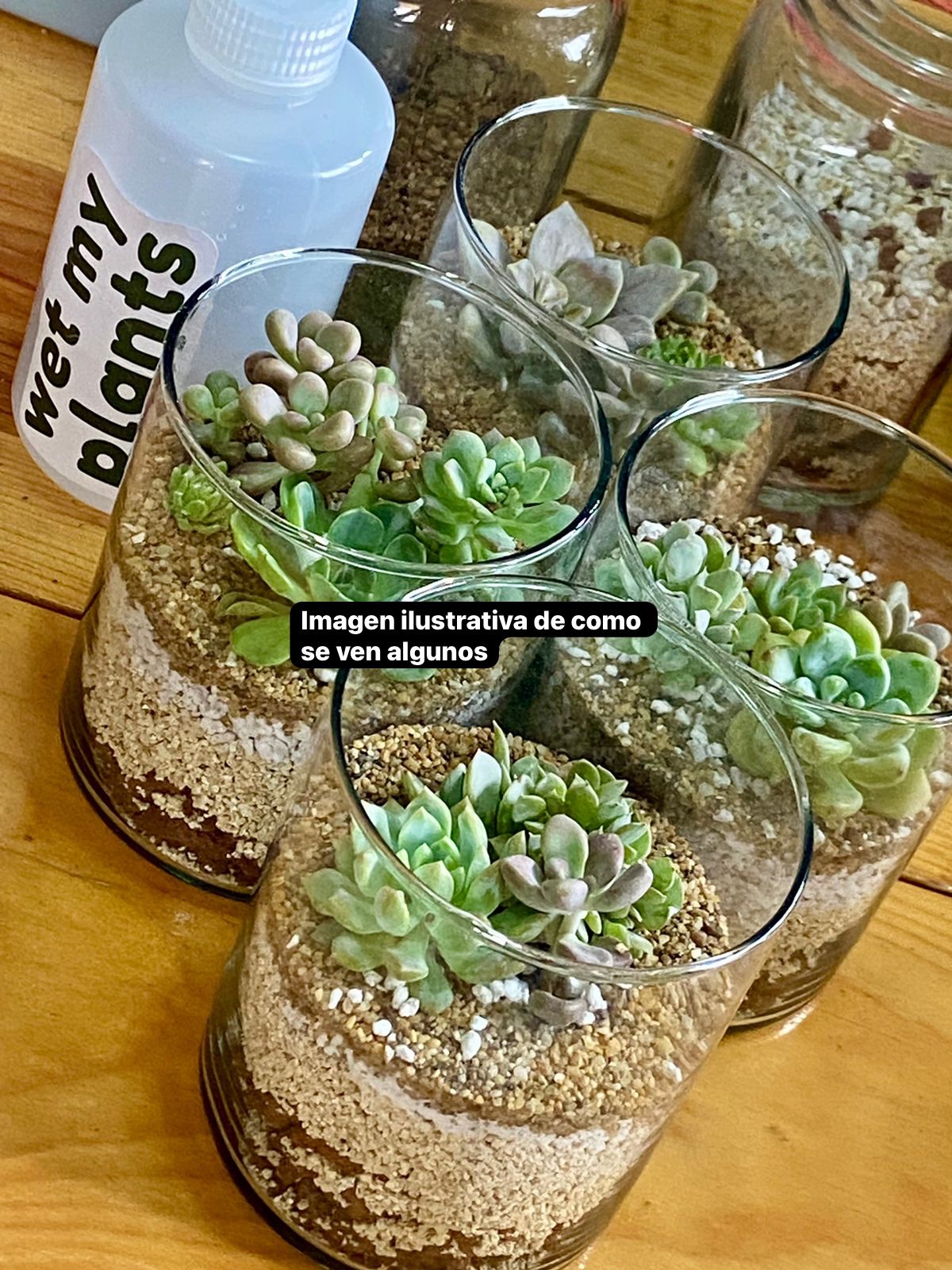 Mini Terrario de Vidrio con Colección de Suculentas