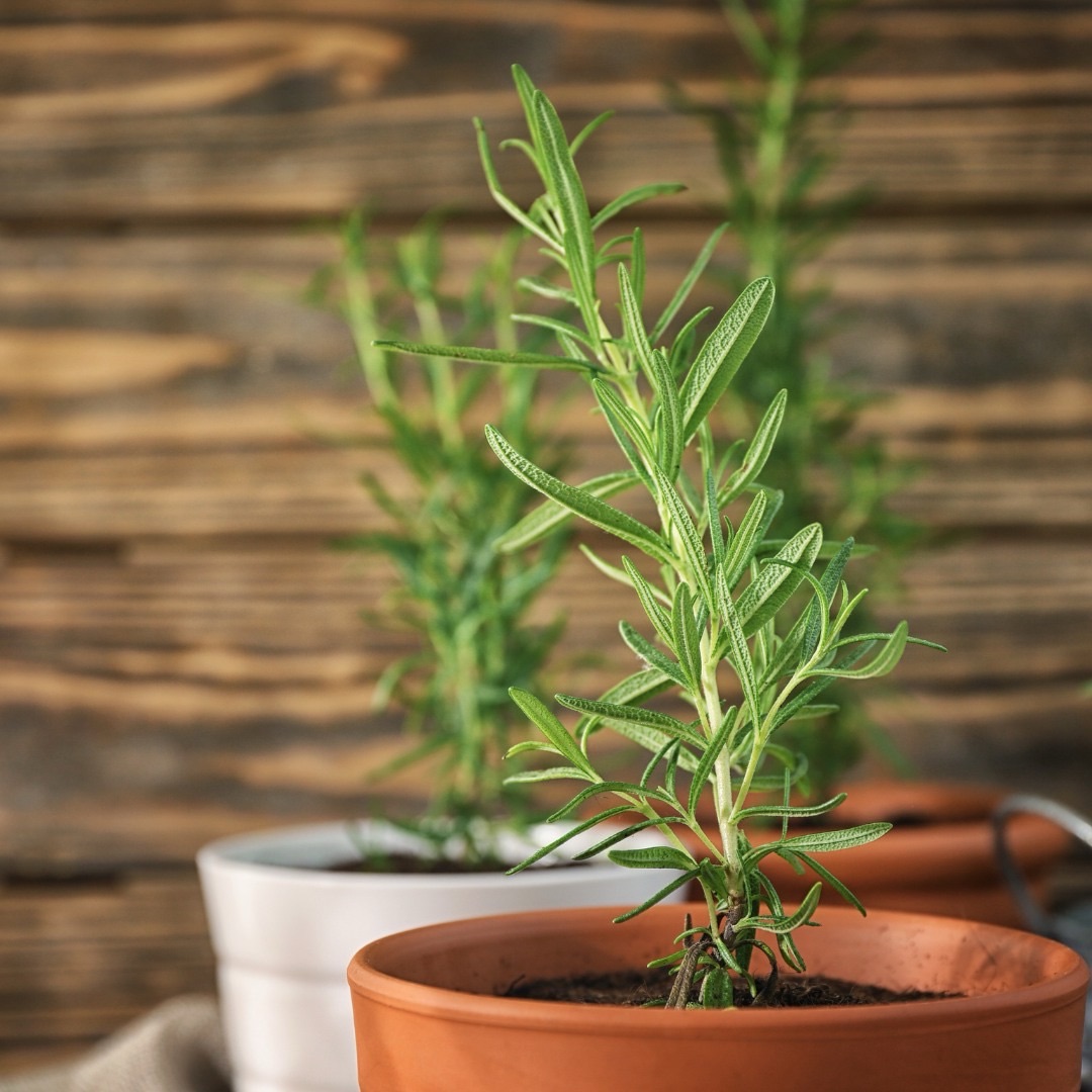 Conoce Todo Sobre la Planta de Romero: Guía Completa para Cultivar y Cuidar