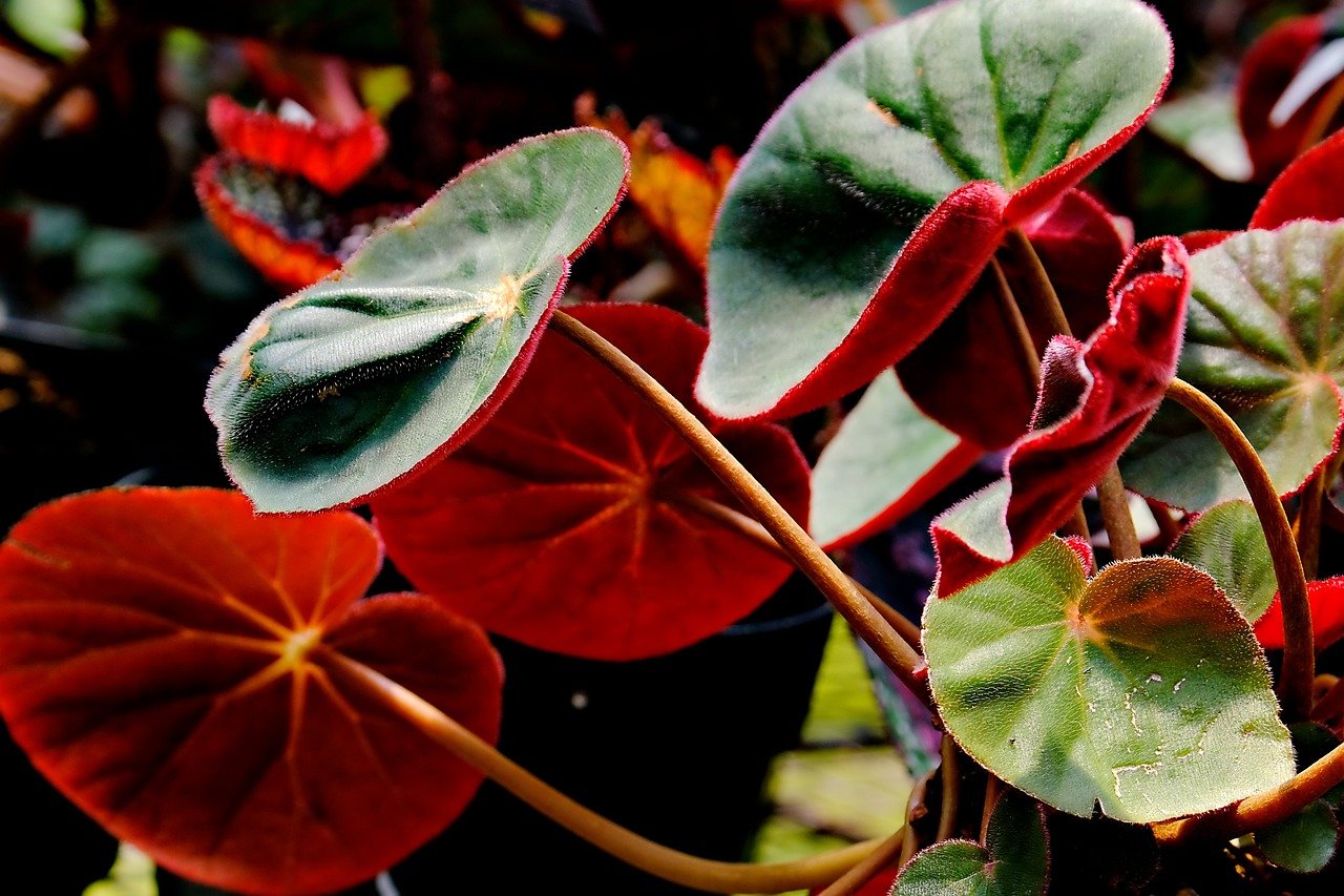 Begonia Flor de Nácar: Cultivo y Cuidados para un Espectáculo Luminoso