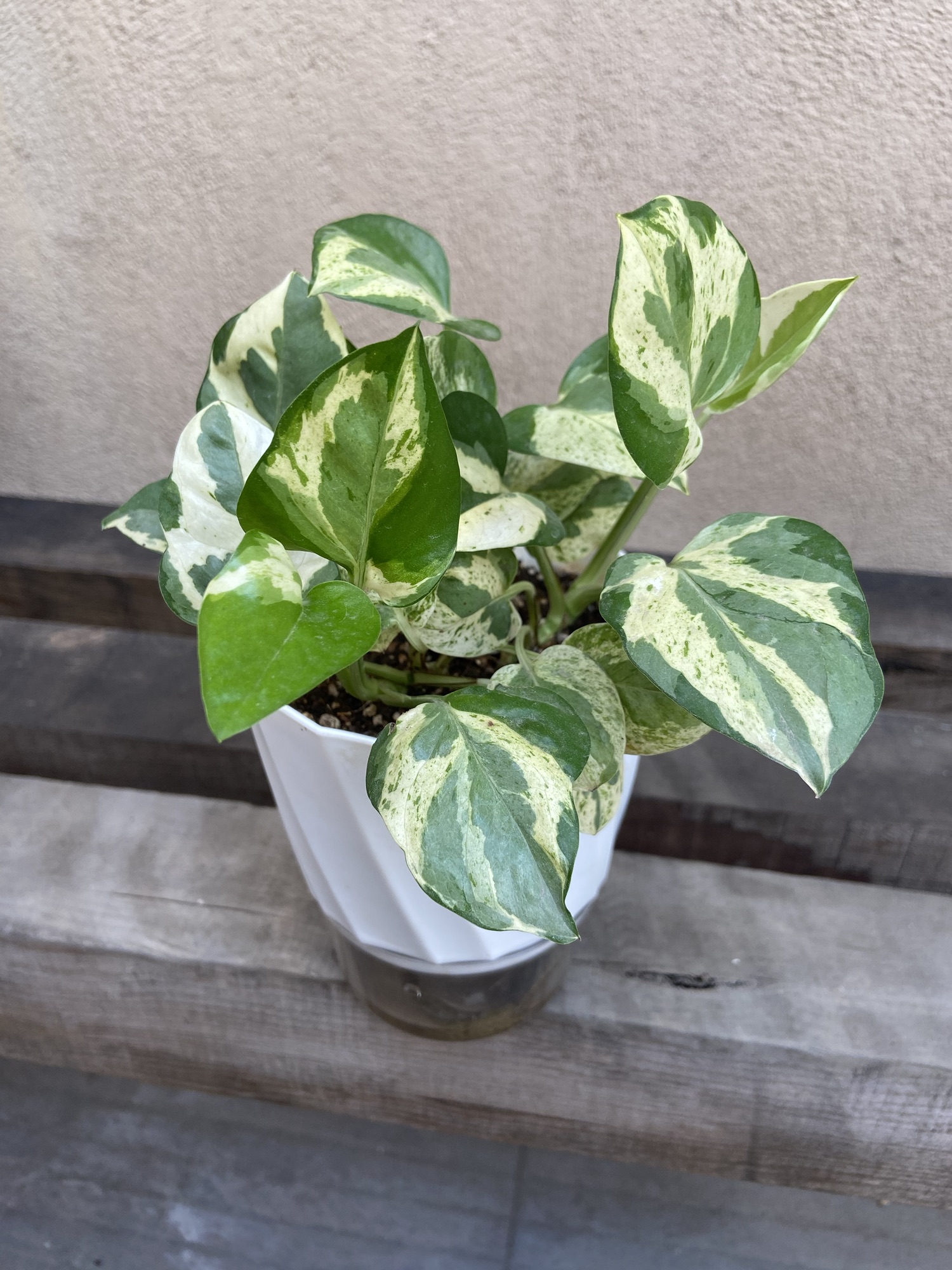 Potus variegado en Maceta de Autorriego