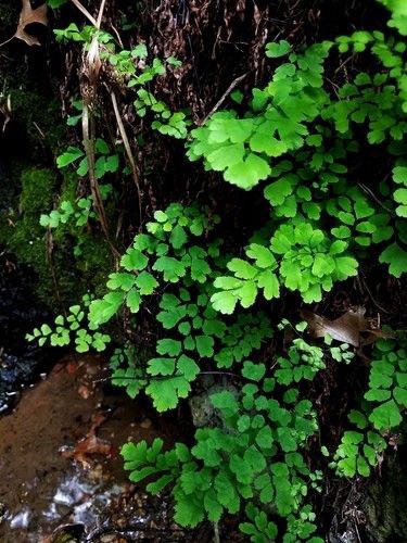 Guía Completa para Cuidar el Helecho Culantrillo de Pozo 🌿