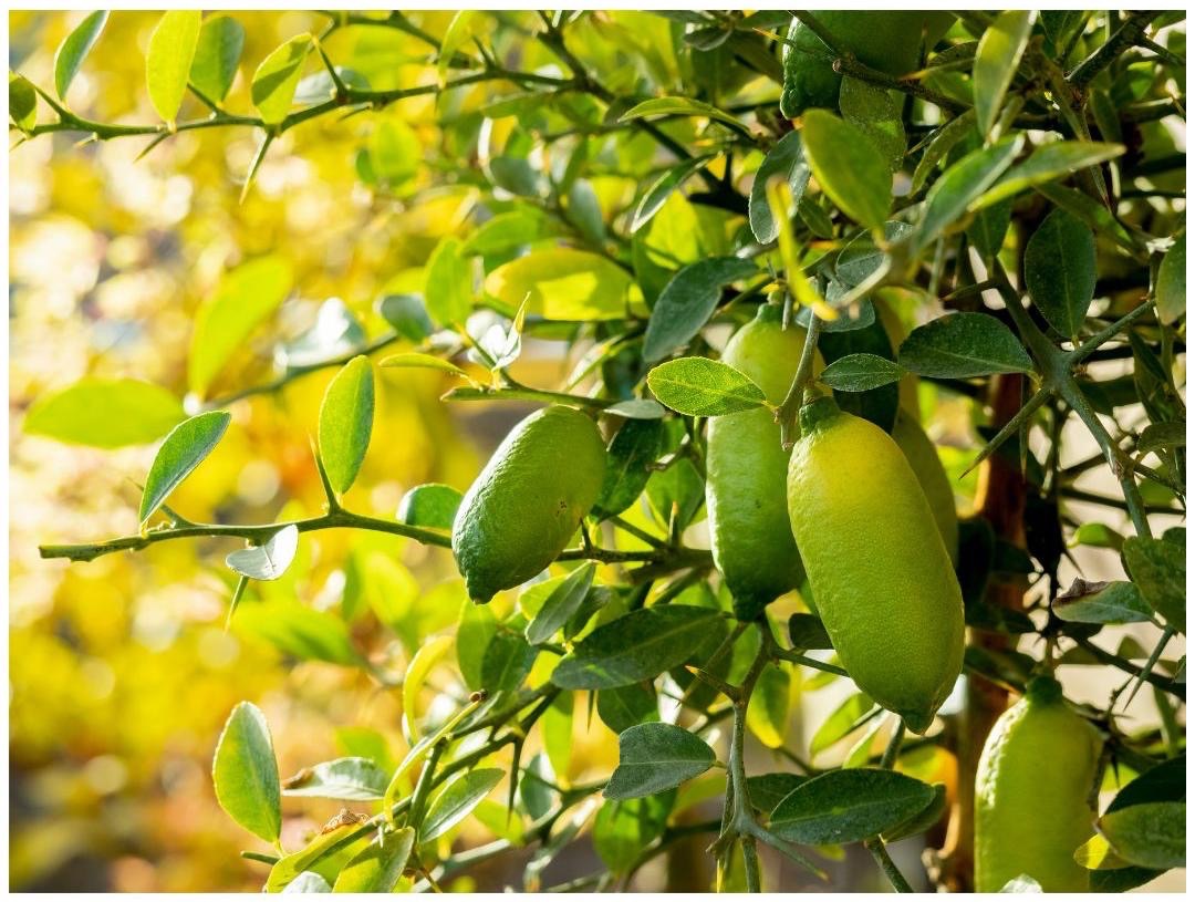 Árbol Limón Caviar: El Tesoro Exótico del Jardín 🍋