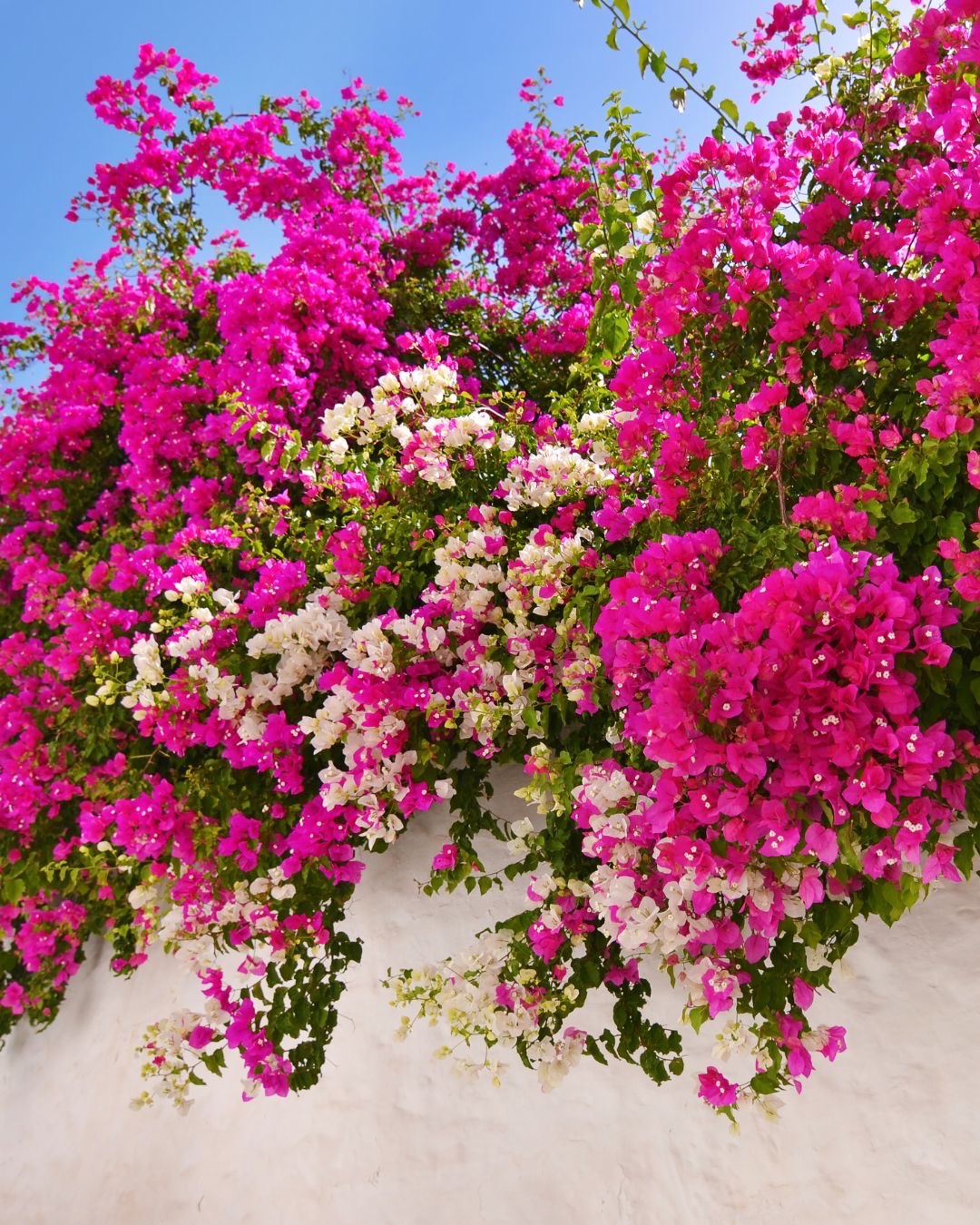 Colores de las Bugambilias: Guía y Tips de Cuidado 🌺